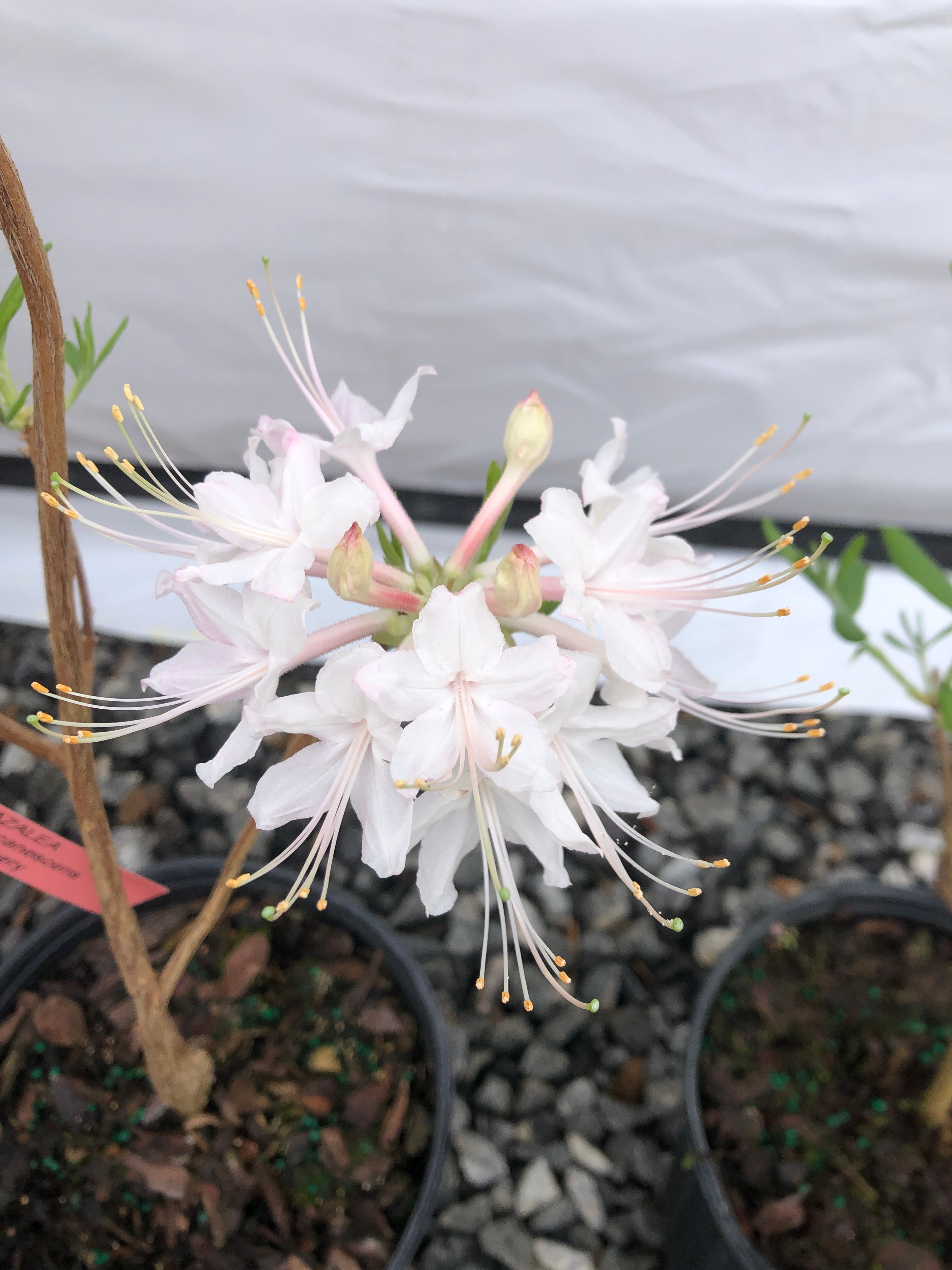Mountain Azalea (Piedmont azalea), Rhododendron canescens – Flower Moon ...