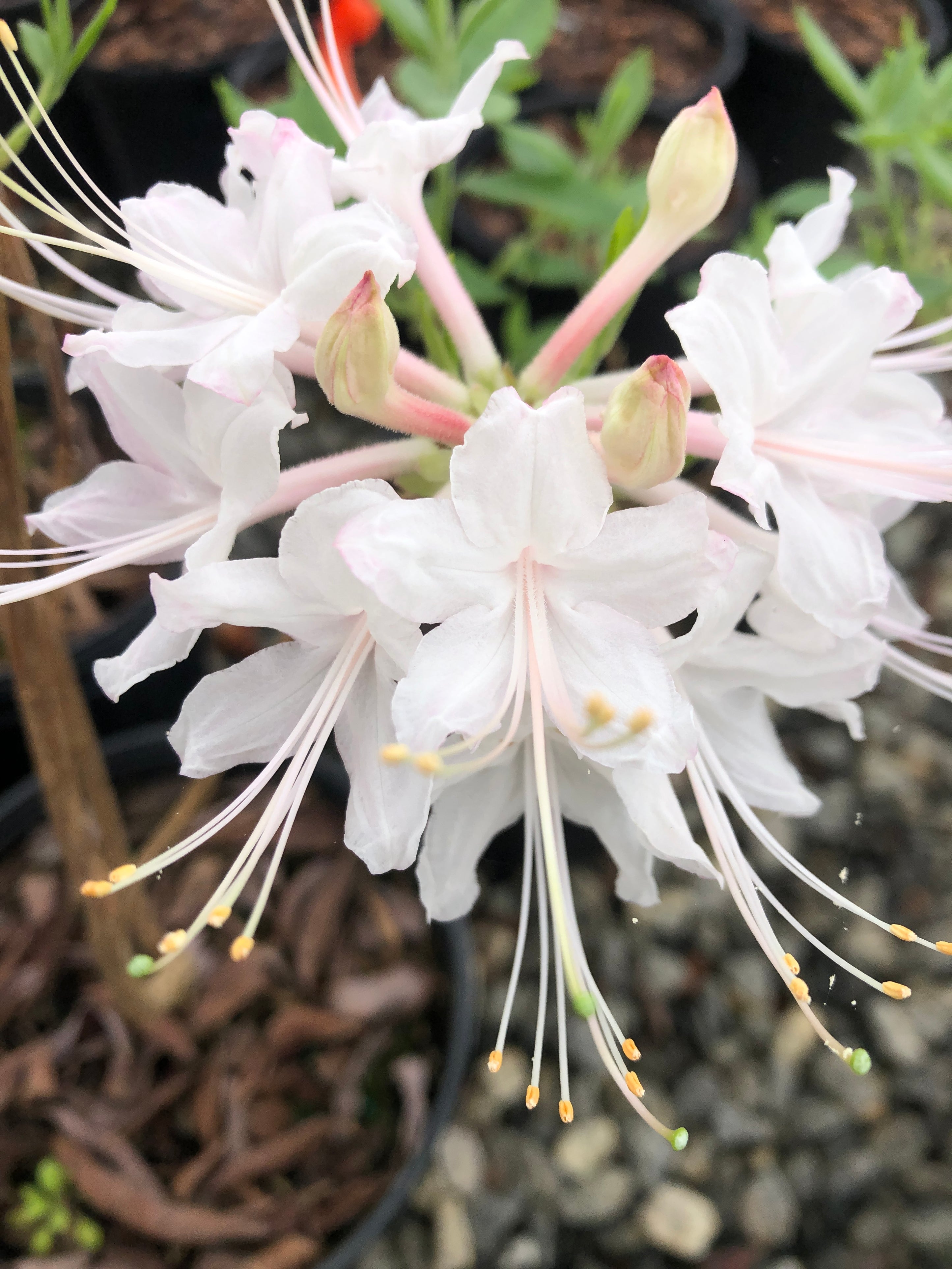 Mountain Azalea (Piedmont azalea), Rhododendron canescens – Flower Moon ...