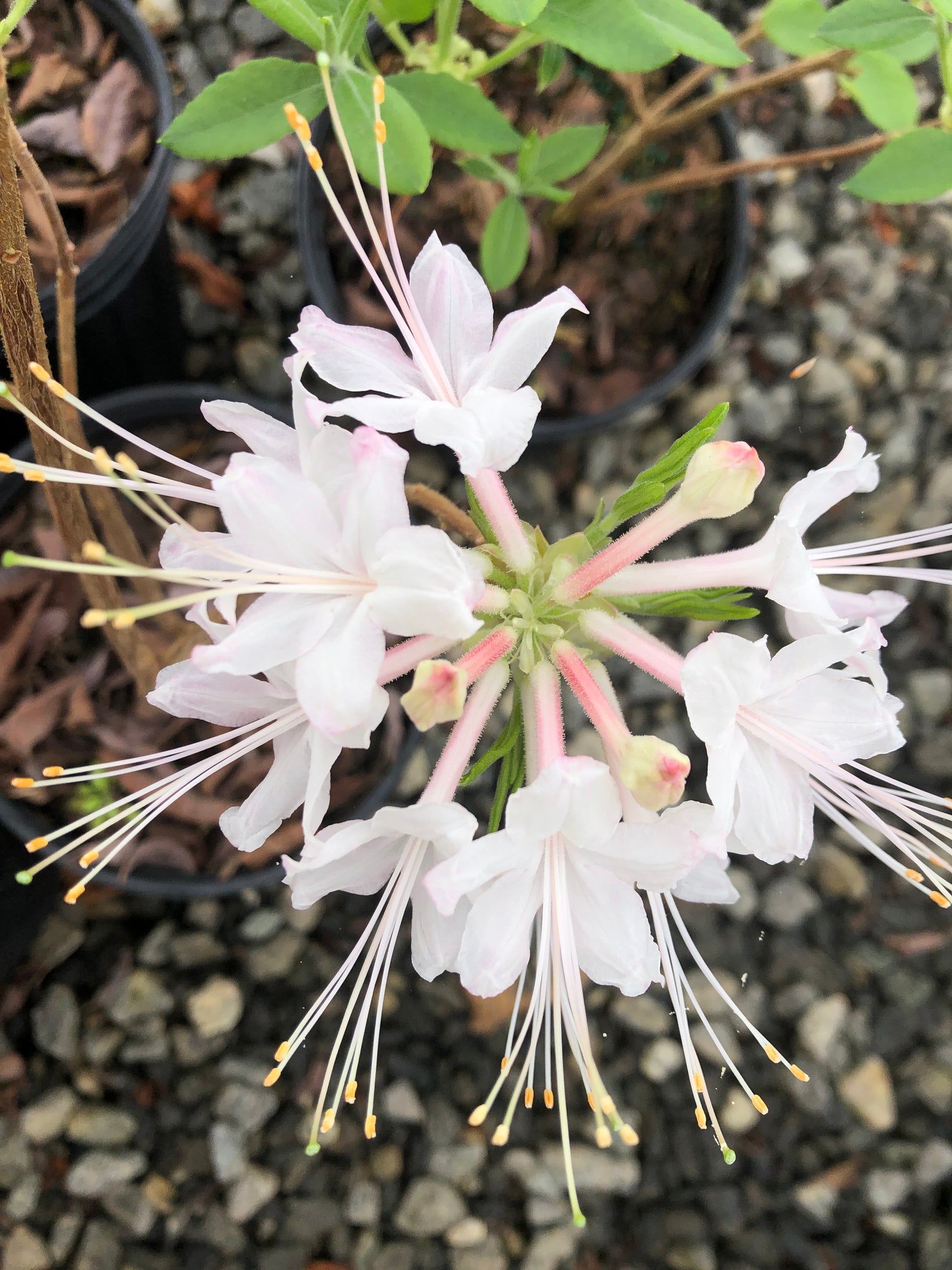 Mountain Azalea (Piedmont azalea), Rhododendron canescens – Flower Moon ...