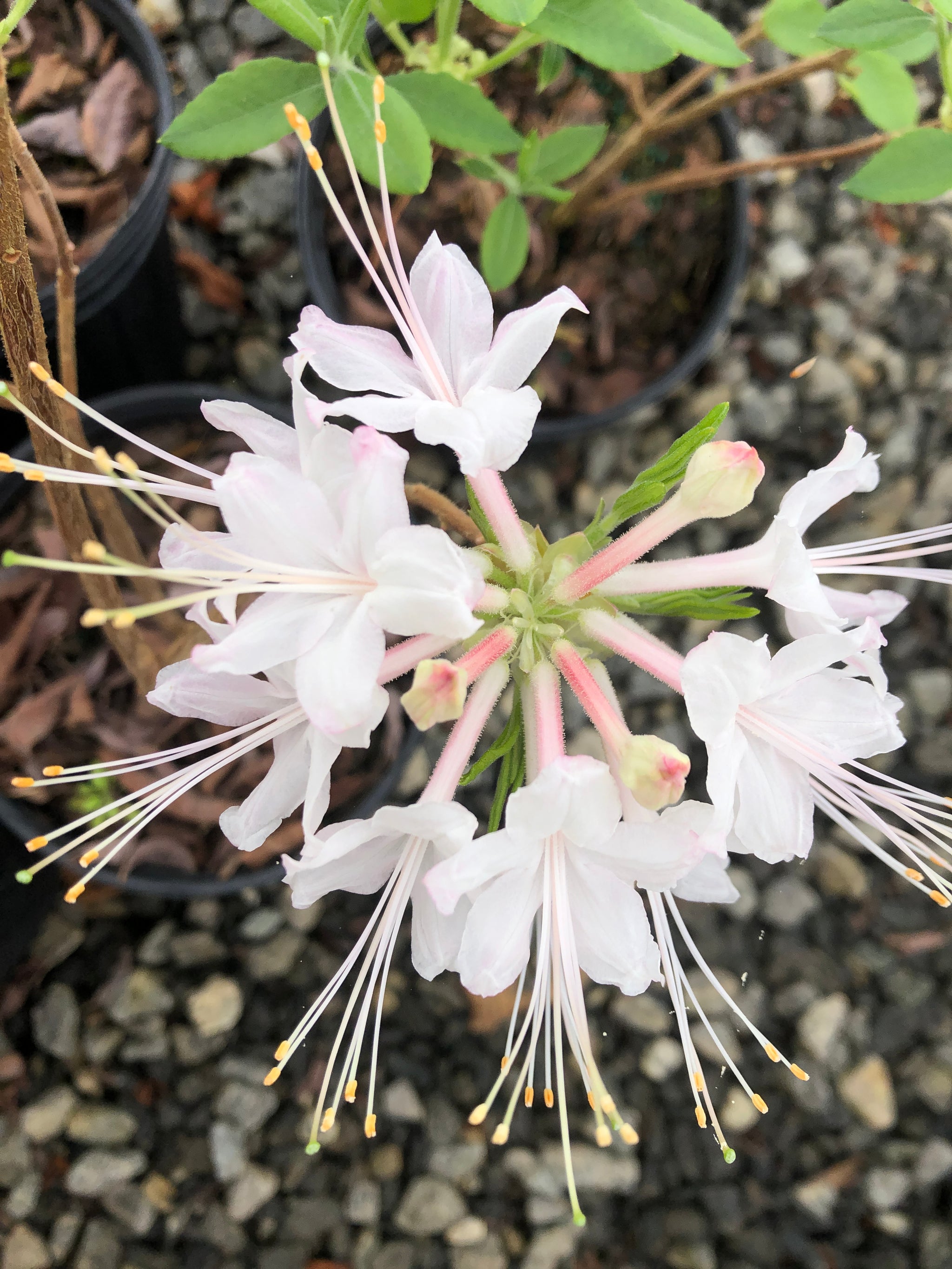 Mountain Azalea (Piedmont azalea), Rhododendron canescens – Flower Moon ...