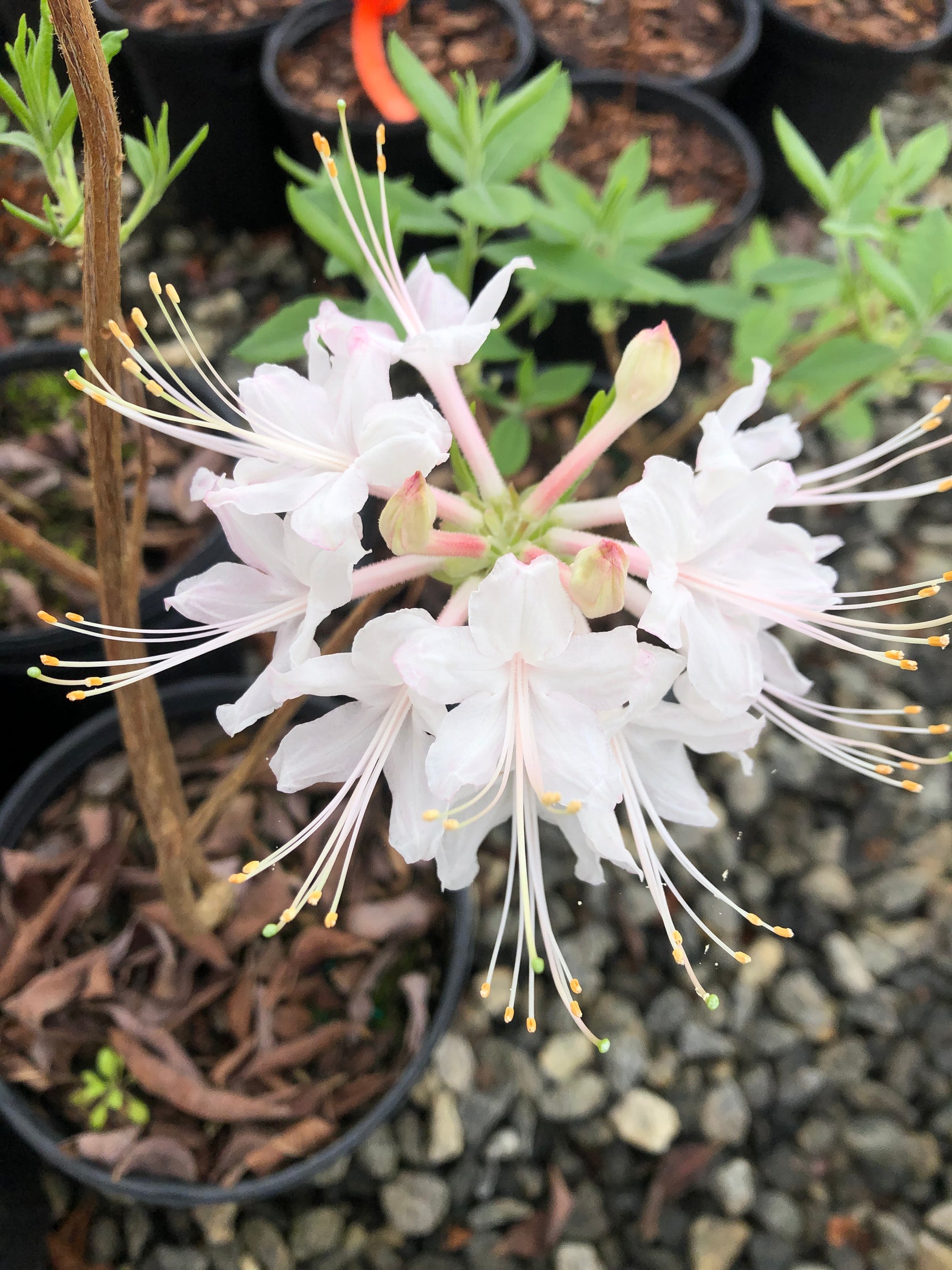 Mountain Azalea (Piedmont azalea), Rhododendron canescens – Flower Moon ...