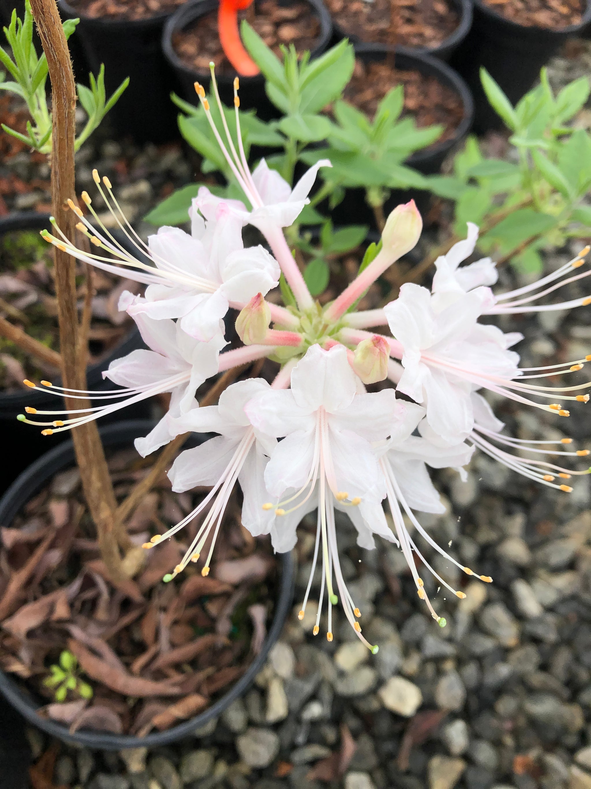 Mountain Azalea (Piedmont azalea), Rhododendron canescens – Flower Moon ...