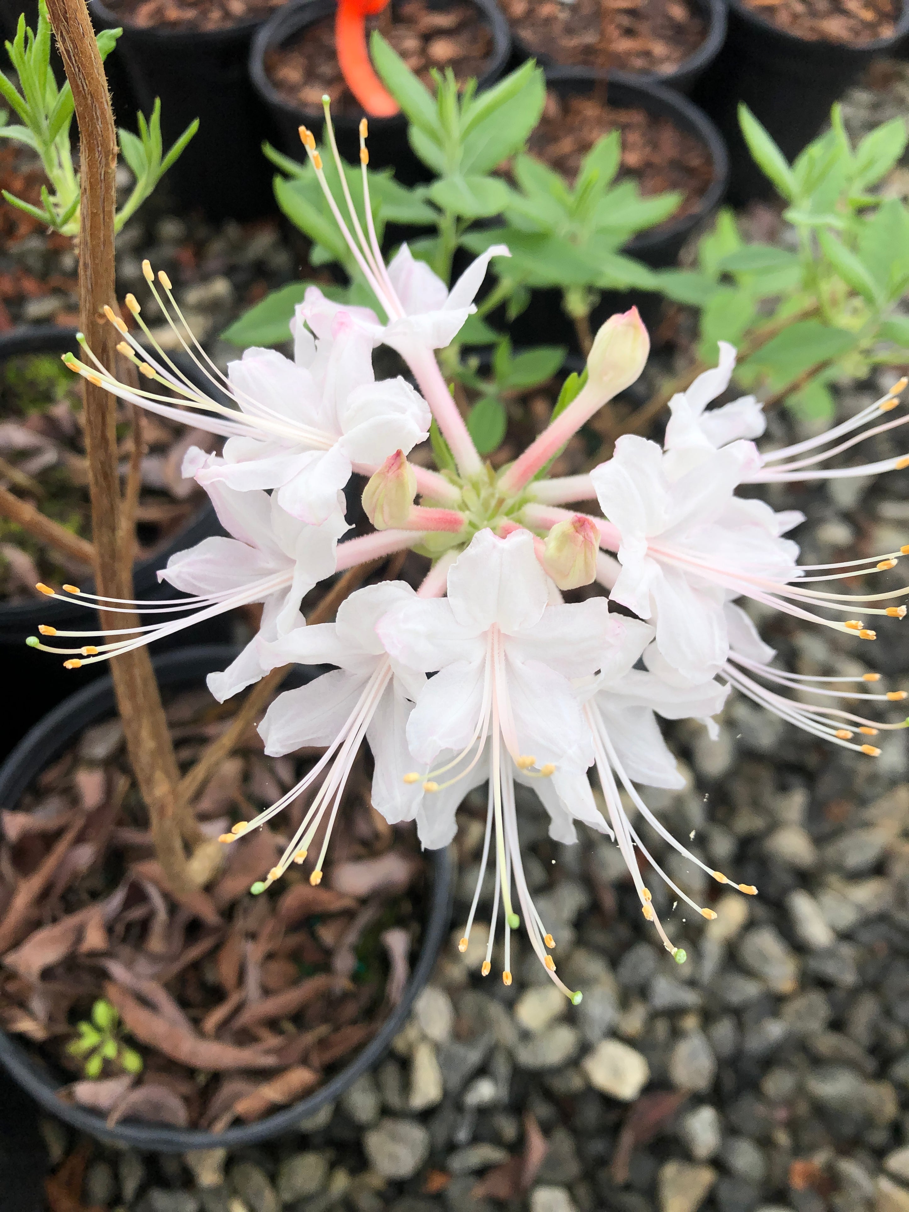 Mountain Azalea (Piedmont azalea), Rhododendron canescens – Flower Moon ...