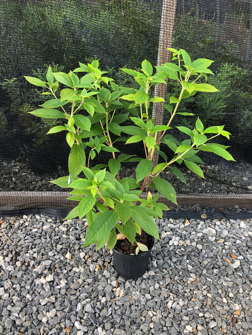 Mountain Sweet Pepperbush, Clethra acuminata (Cinnamon clethra ...
