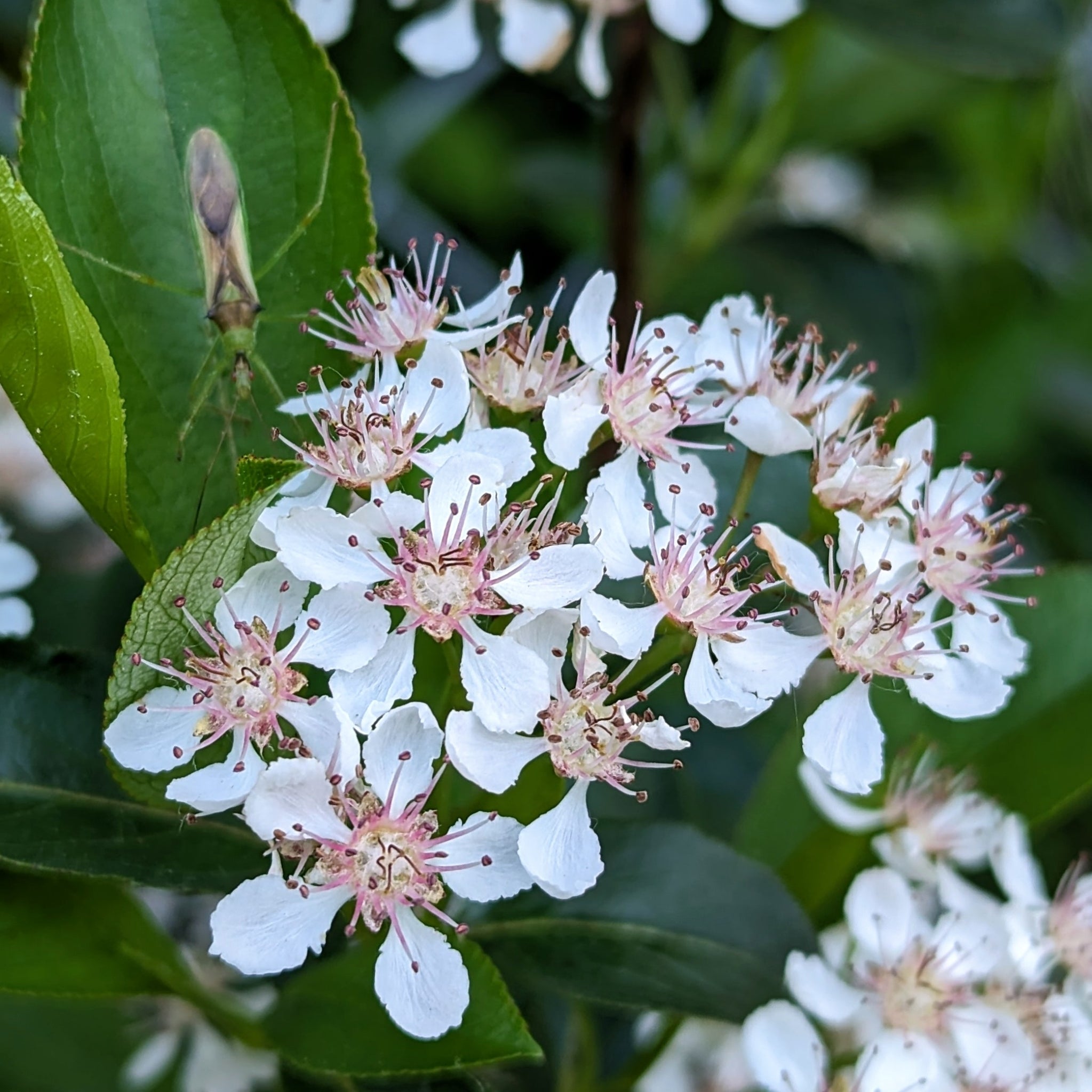 Black Chokeberry, Aronia melanocarpa – Flower Moon Nursery