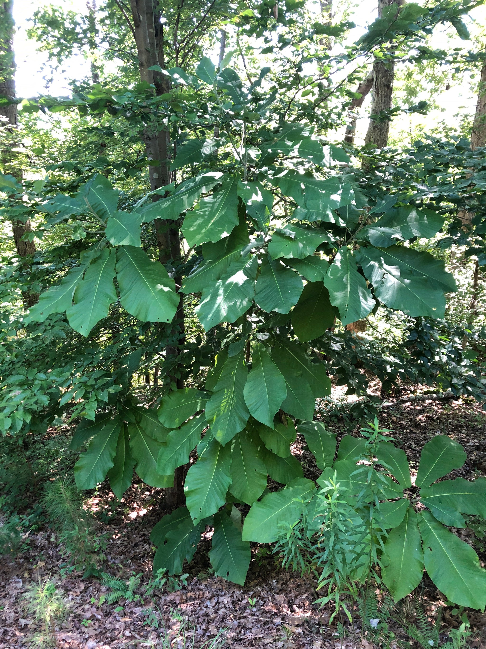 Bigleaf Magnolia, Magnolia macrophylla – Flower Moon Nursery