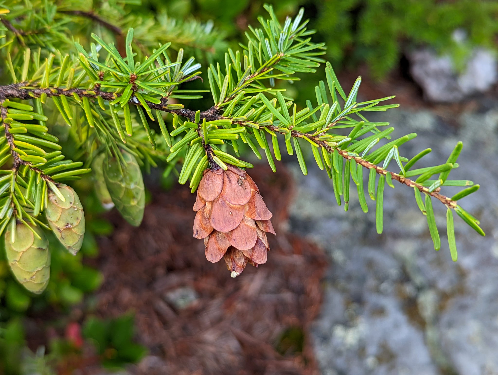 Carolina Hemlock, Tsuga caroliniana – Flower Moon Nursery