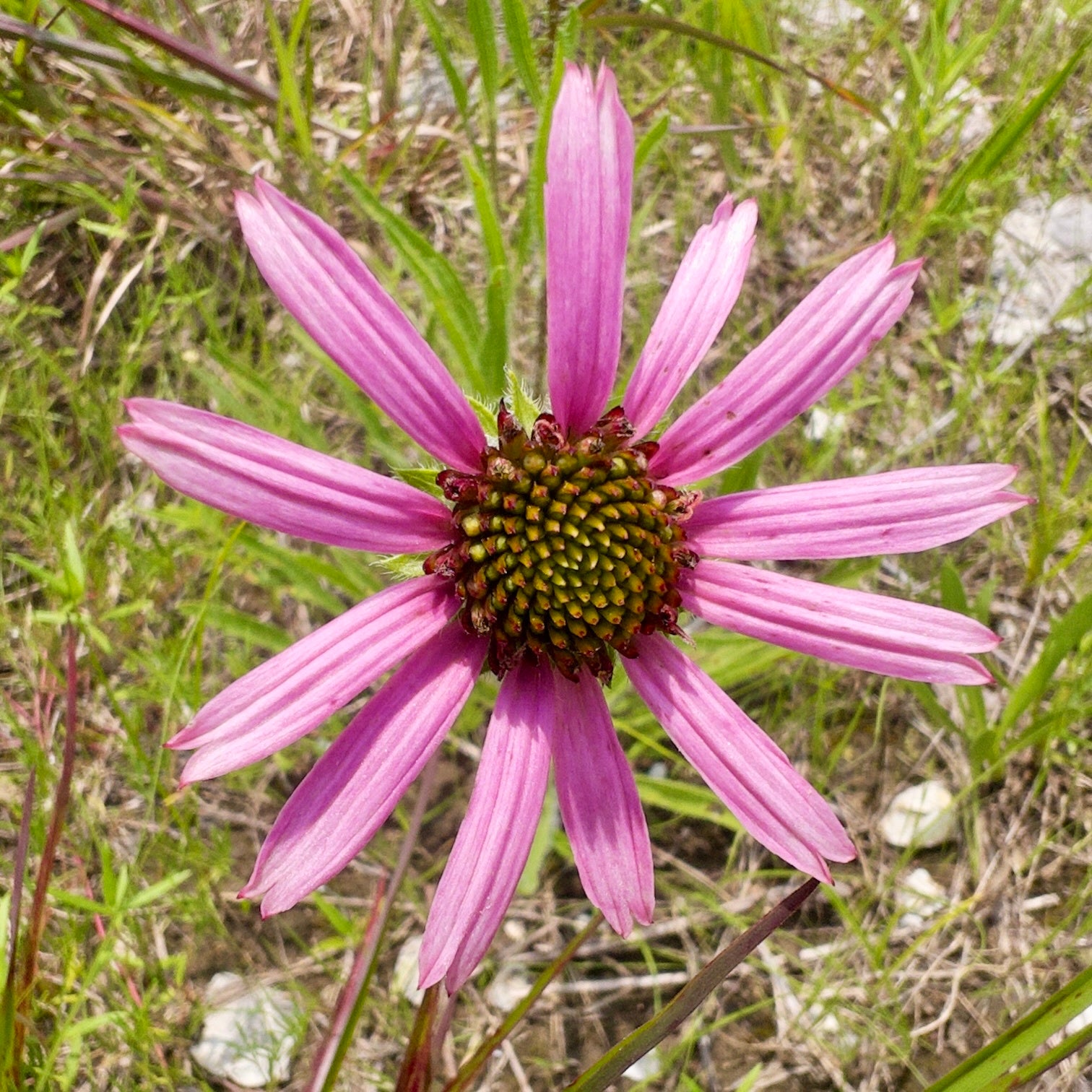 Tennessee Coneflower, Echinacea tennesseensis – Flower Moon Nursery